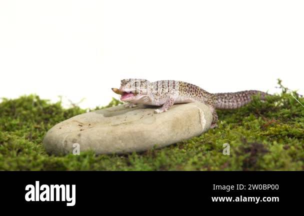Leopard gecko standard form, Eublepharis macularius eating prey larva ...