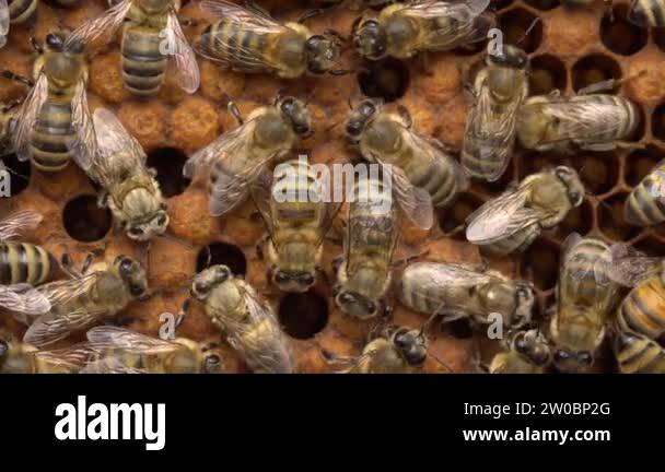 Bees in the colony. The brood-nest. Wax cap. Sealed-brood, the brown ...