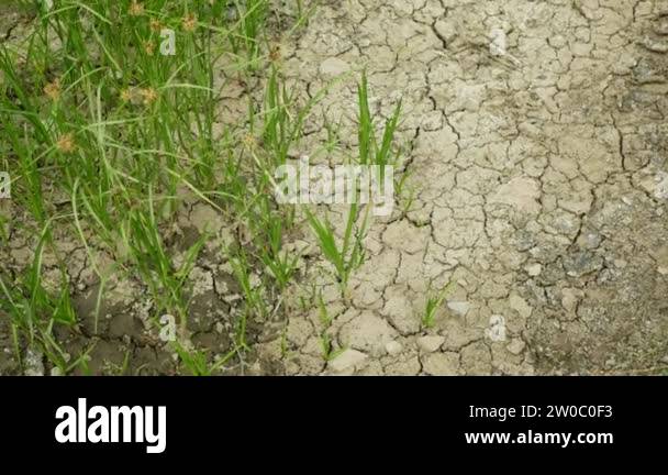 Drought dry meadow land with lowland fens Bolboschoenus maritimus ...