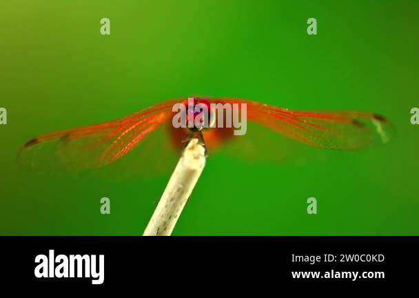Green darter Stock Videos & Footage - HD and 4K Video Clips - Alamy