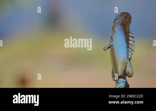 Prize fish Stock Videos & Footage - HD and 4K Video Clips - Alamy