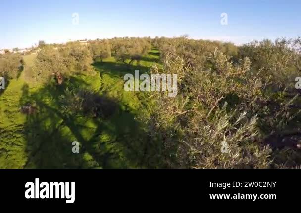 4K, Aerial drone shot over the big olive tree field in sunny day ...