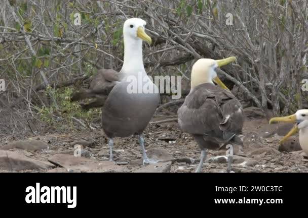 Albatross dance Stock Videos & Footage - HD and 4K Video Clips - Alamy