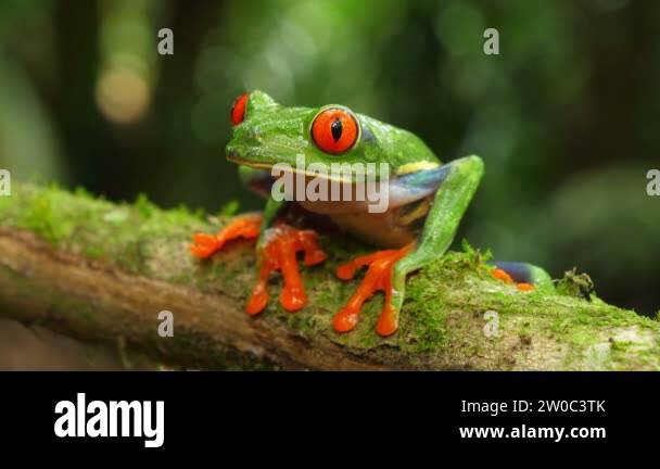 Red-eyed tree frog in its natural habitat in the Caribbean rainforest ...