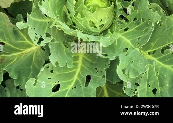 Cabbage damaged by insects pests close-up. Head and leaves of cabbage ...
