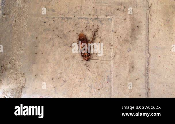 funny Ant play rotating cockroach. Ants take home a dead of cockroach ...