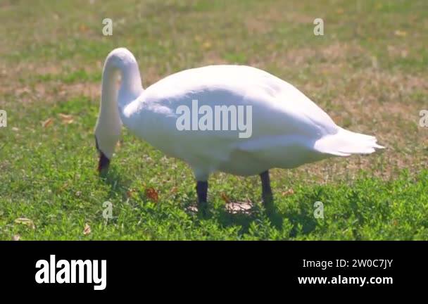 Eating swan Stock Videos & Footage - HD and 4K Video Clips - Alamy