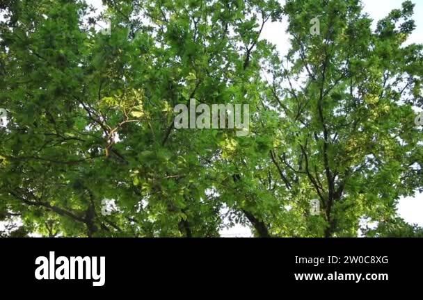 Tree fern crown Stock Videos & Footage - HD and 4K Video Clips - Alamy