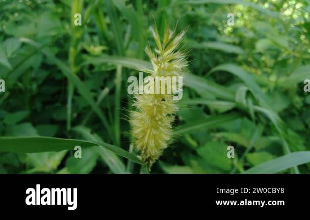 Close up Pennisetum purpureum (Cenchrus purpureus Schumach, Napier ...