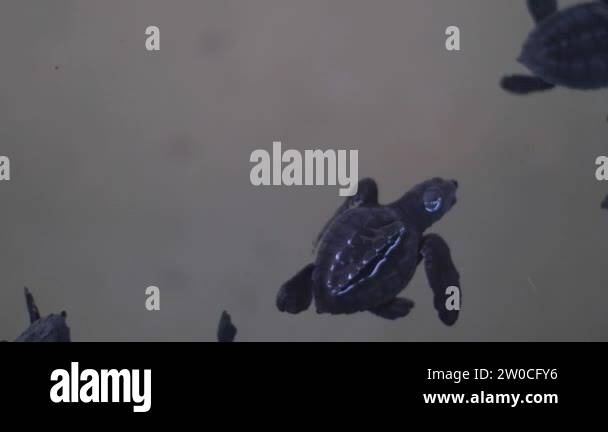 rare species turtles swim in special pool growing on farm Stock Video ...