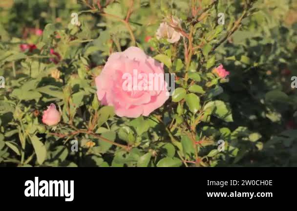 Rose spikes Stock Videos & Footage - HD and 4K Video Clips - Alamy