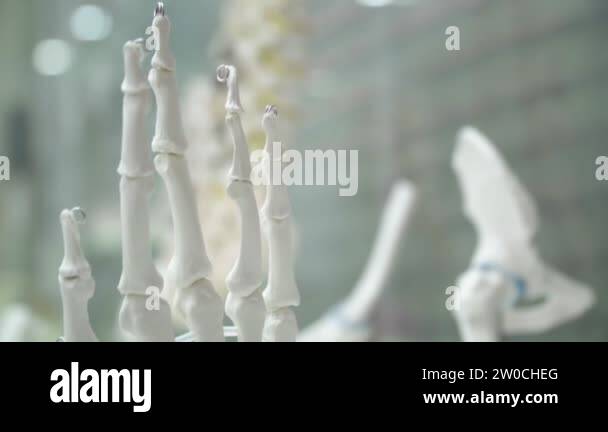 Skeleton in a box Stock Videos & Footage - HD and 4K Video Clips - Alamy