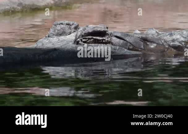 Eye of false gharial or Tomistoma in the river - Tomistoma schlegelii ...