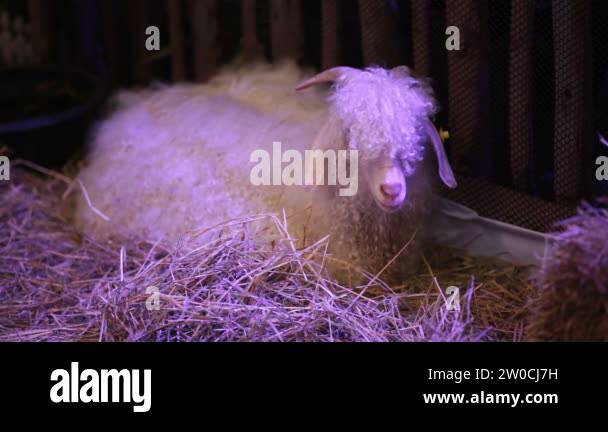 Satyr goat Stock Videos & Footage - HD and 4K Video Clips - Alamy