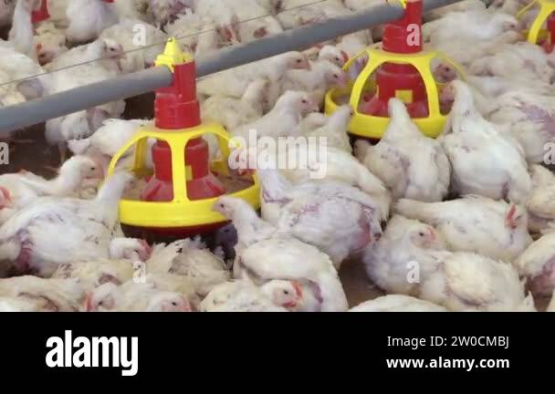 Farm for Breeding Chickens / Modern poultry farm for breeding chickens ...
