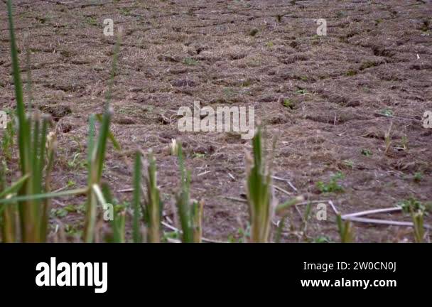 4K, Climate change, land with dry and cracked ground in Spain. Soil ...