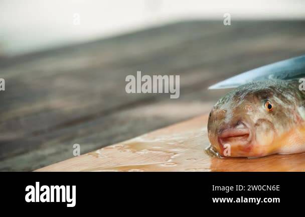 Professional certified chef getting ready to serve poisonous Fugu Fish ...