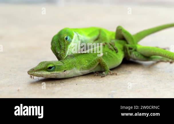 Arboreal lizards Stock Videos & Footage - HD and 4K Video Clips - Alamy