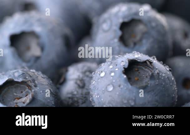 blueberry with dew background rotates seamless loop Stock Video Footage ...