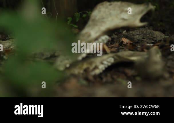 Bone stump Stock Videos & Footage - HD and 4K Video Clips - Alamy