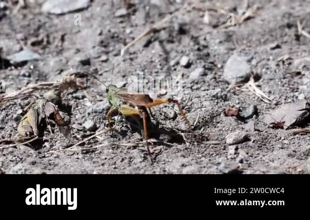 grasshopper is laying eggs in the ground, grasshopper lays eggs in the ...