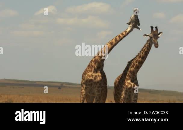 Dominance display Stock Videos & Footage - HD and 4K Video Clips - Alamy