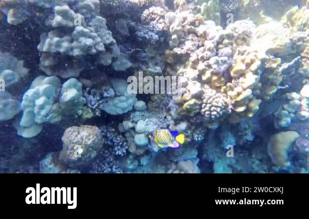 Coral Reef with Colorful Fish Floating in Red Sea near the Coral Reef ...
