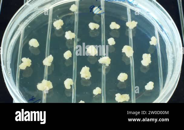 Barley Embryos genetically modified organism gmo for Scientific ...