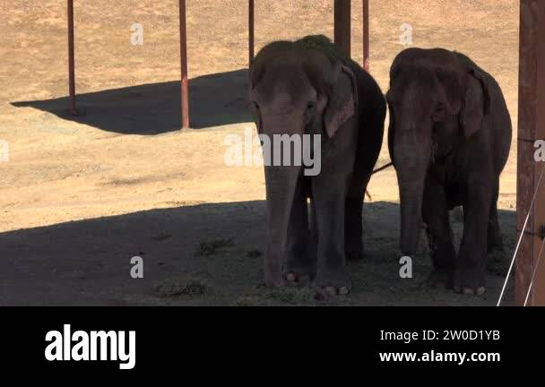 Close up african elephant forehead Stock Videos & Footage - HD and 4K ...