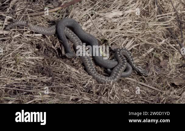 Wild snake in dry Stock Videos & Footage - HD and 4K Video Clips - Alamy