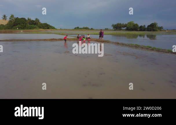 Asia children play mud in paddy field during leisure time Stock Video ...