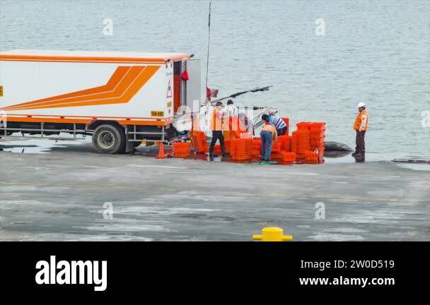Peruvian Fishermen at the Docks Loading Fish Into Orange Crates Close ...