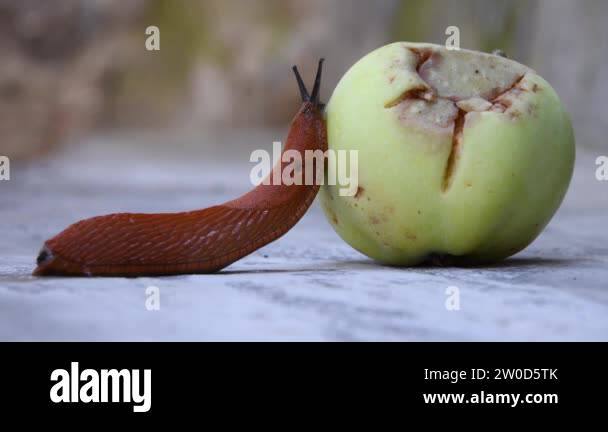Roadside red slug eating a fallen Apple, a pest of orchards and gardens ...