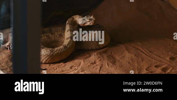 Horned viper snake looking straight forward and opening its mouth. Also ...