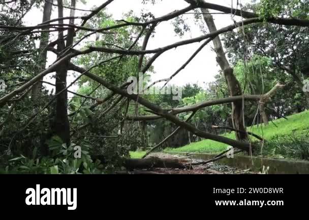 fallen trees and wreckage from Daan park destroyed by Typhoon Soulik ...
