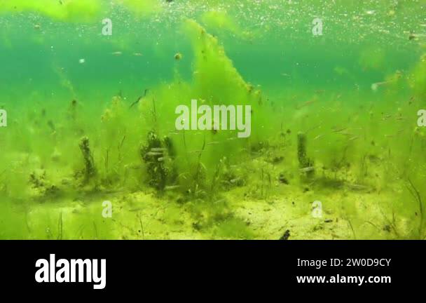 Underwater river landscape shoal fish Stock Videos & Footage - HD and ...
