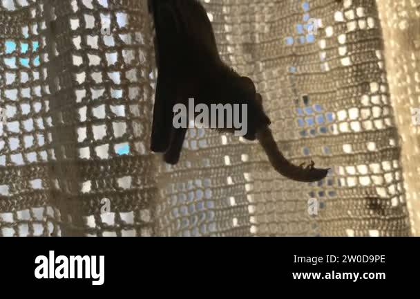 Bat eating worm Stock Videos & Footage - HD and 4K Video Clips - Alamy