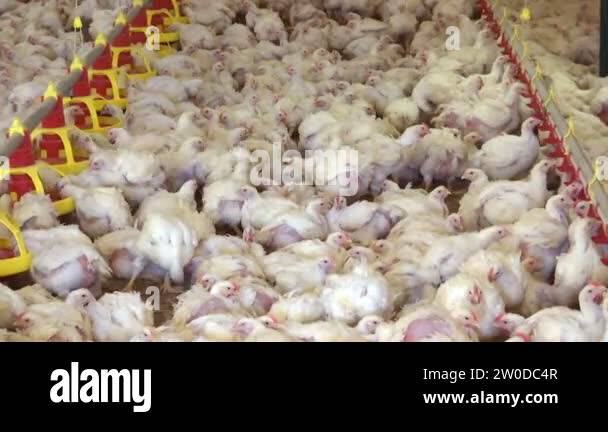 Breeding Chickens on the Farm / Modern poultry farm for breeding ...