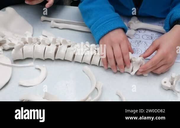 Children study anatomy, anthropology, assemble a skeleton model ...