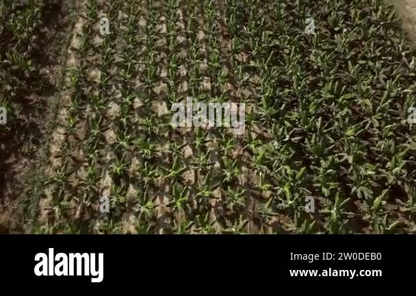 Top view of small fields for growing of food plants. Clip. Various ...