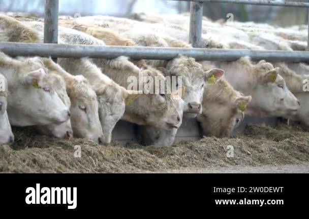 Cattle, many white cows standing inside corral, cattle-pen, eating hay ...