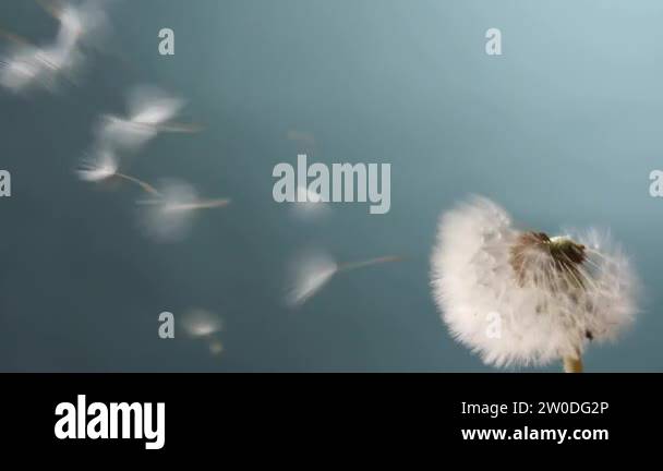 Dandelion wind blowing seeds Stock Videos & Footage - HD and 4K Video ...