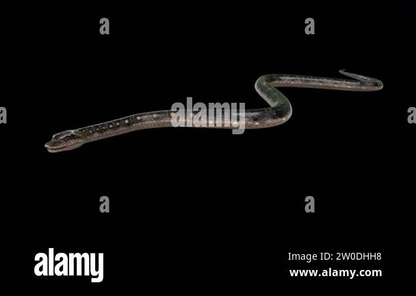 The realistic snake animation moving loop on the black floor with 3d ...