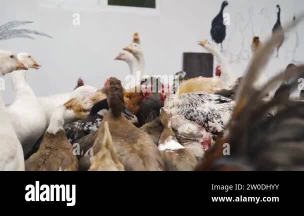 River chickens Stock Videos & Footage - HD and 4K Video Clips - Alamy