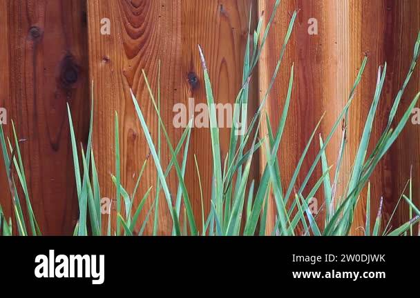 Lily like lily plants Stock Videos & Footage - HD and 4K Video Clips ...
