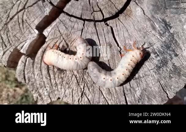 rhinoceros beetle, Rhino beetle larvae on an old wood stump. Large larvae of a rhinoceros beetle ...