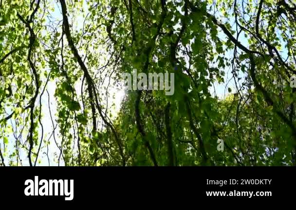 a camera pan in a large tree where the branches and leaves have created ...