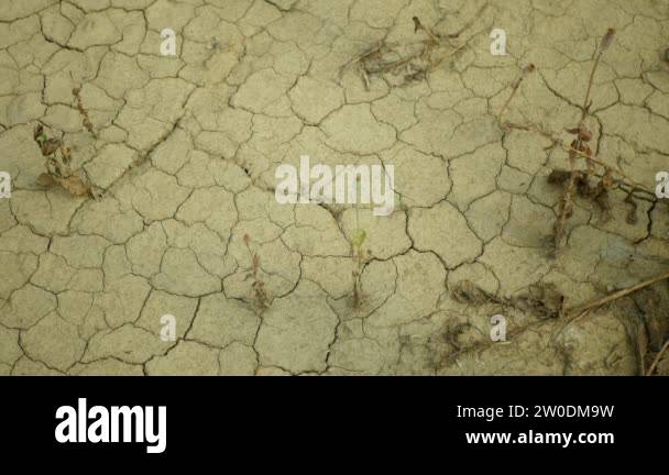 Drought field land with poppy leaves Papaver poppyhead, drying up soil ...