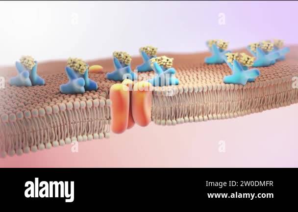 Signaling lipid Stock Videos & Footage - HD and 4K Video Clips - Alamy