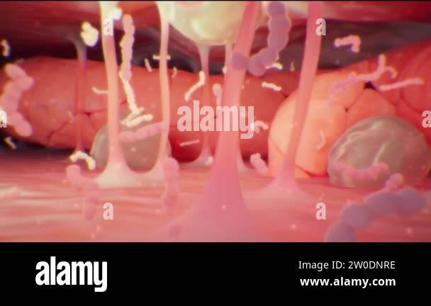 3D Medical Animation of The Digestive System Stock Video Footage - Alamy